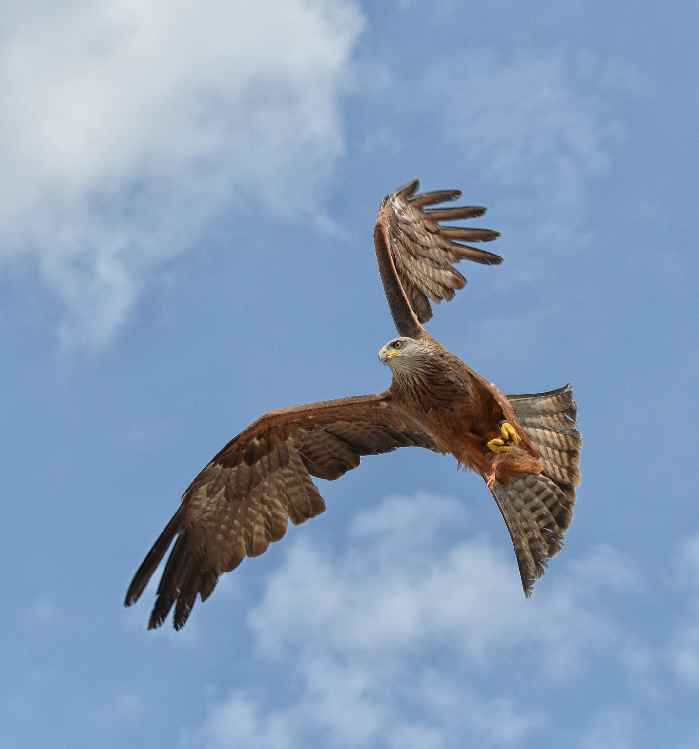Hawks, Kites, & Buzzards Archives - National Aviary