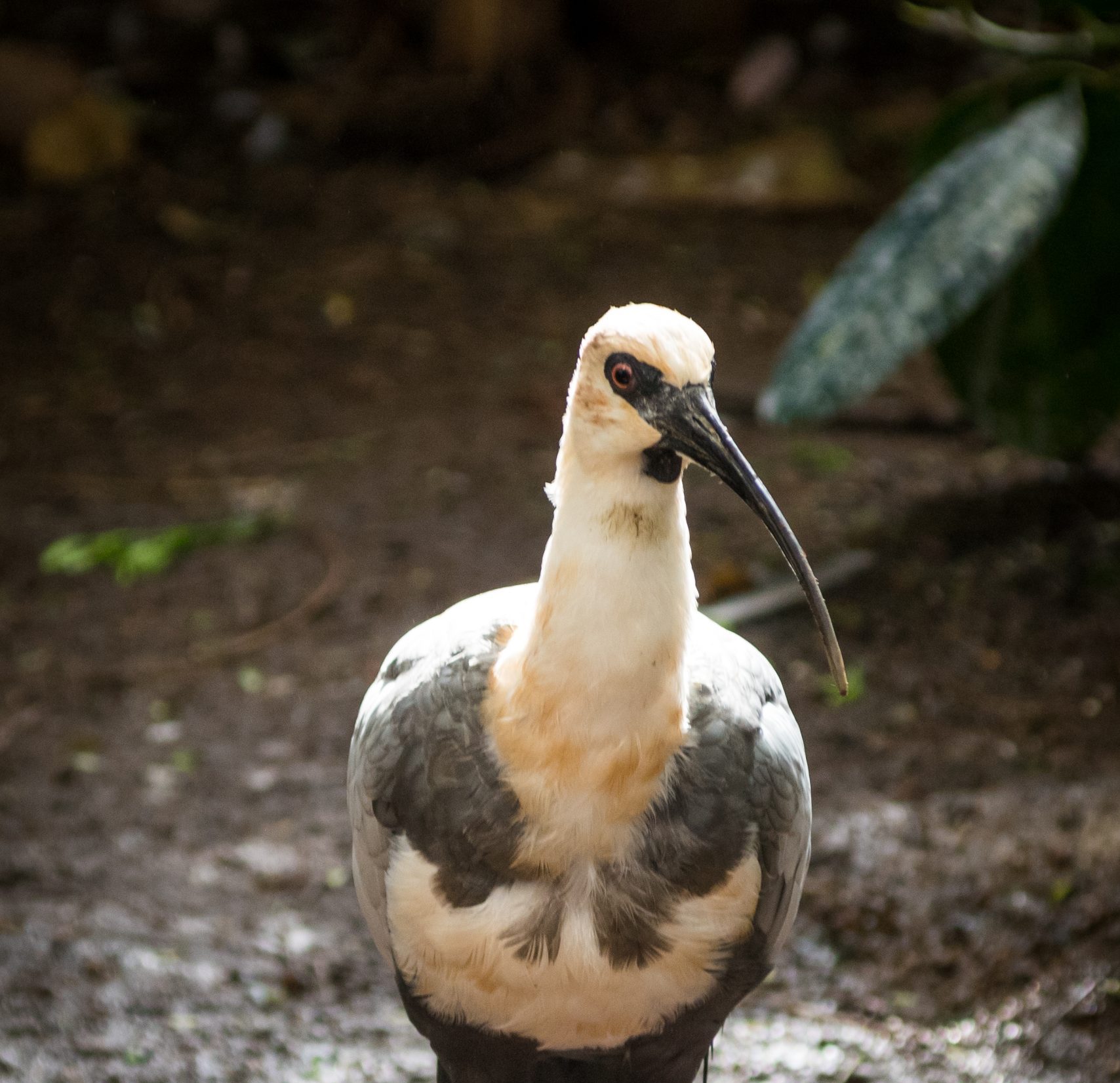 Ibises & Spoonbills Archives - National Aviary