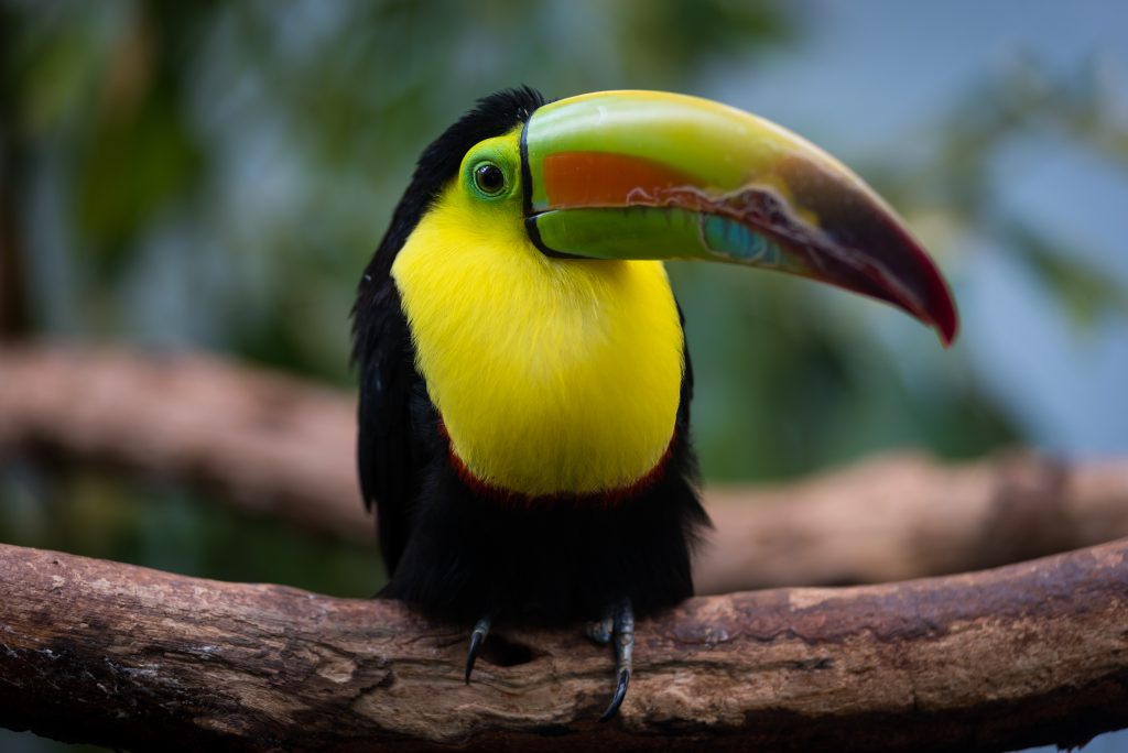 Toucans Archives - National Aviary