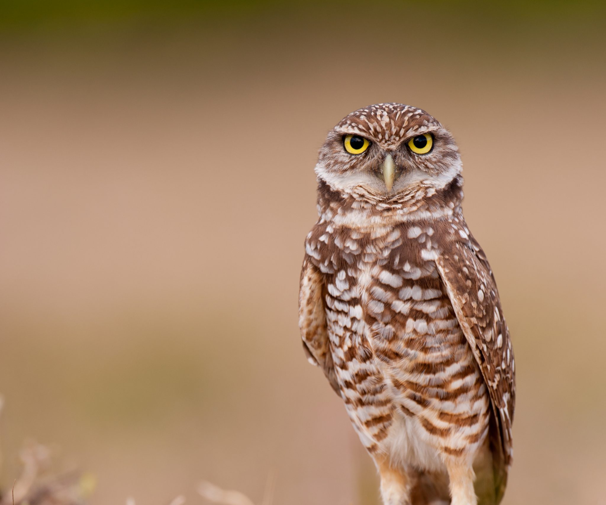 Owls Archives - National Aviary