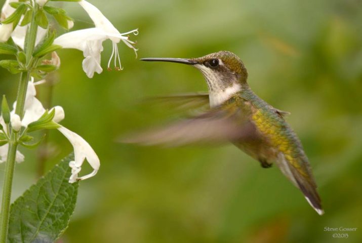 Community Science | National Aviary