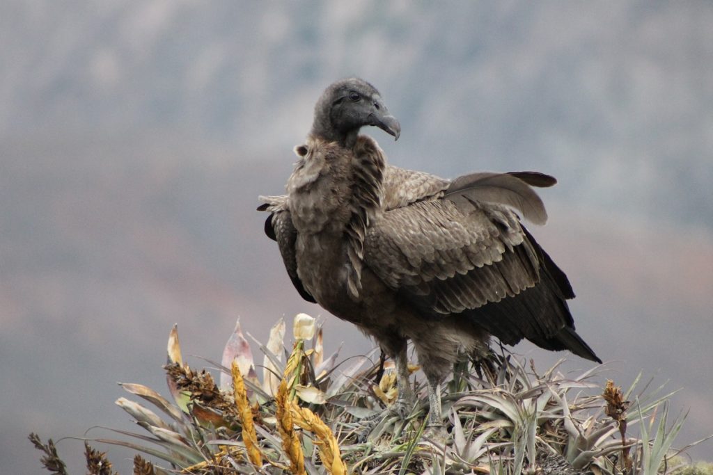 Avian Conservation | National Aviary