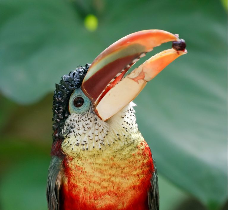 Toucans Archives - National Aviary
