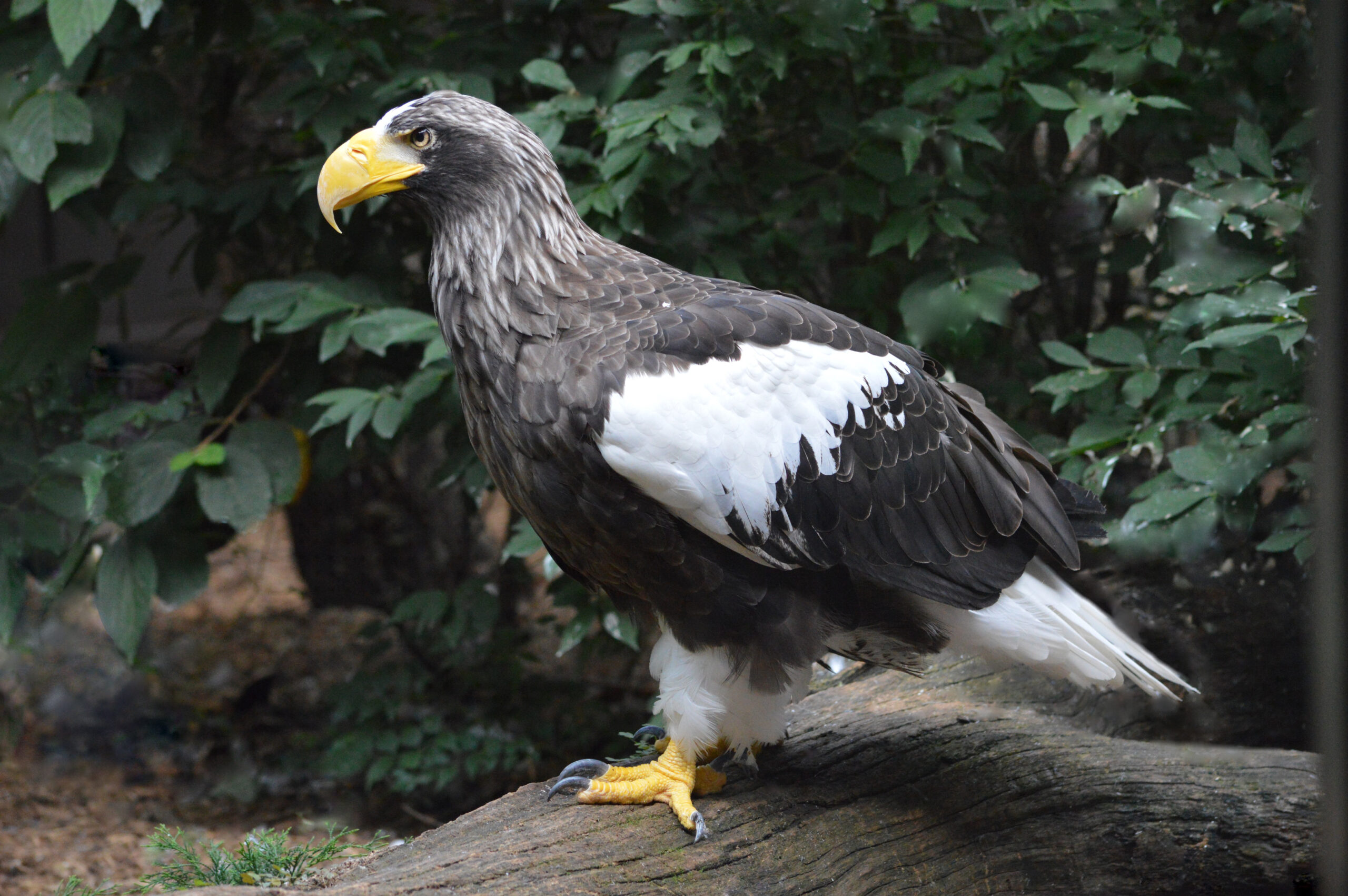 The Charity Randall Foundation Eagle Hall | National Aviary