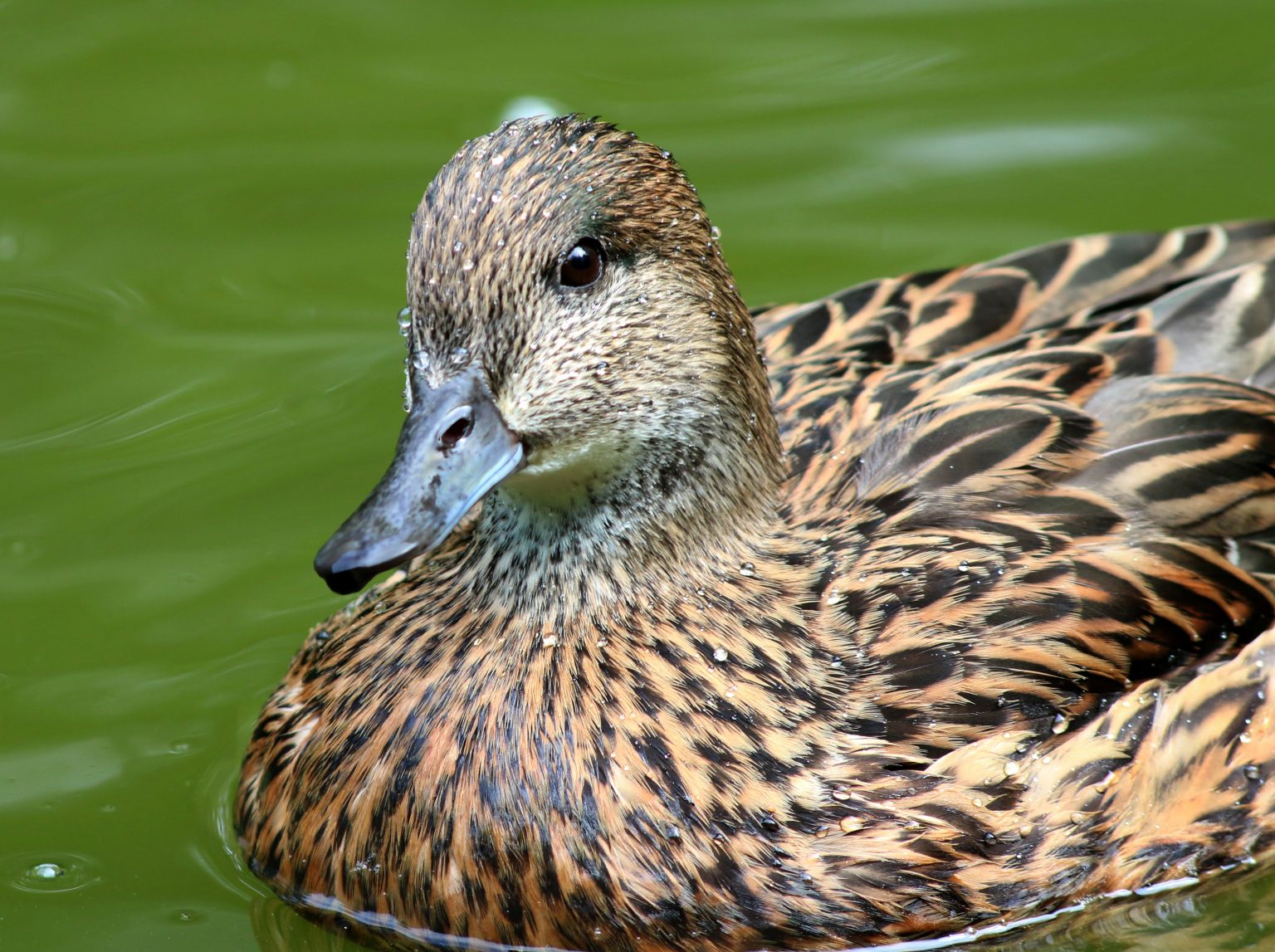 Waterfowl Archives - National Aviary