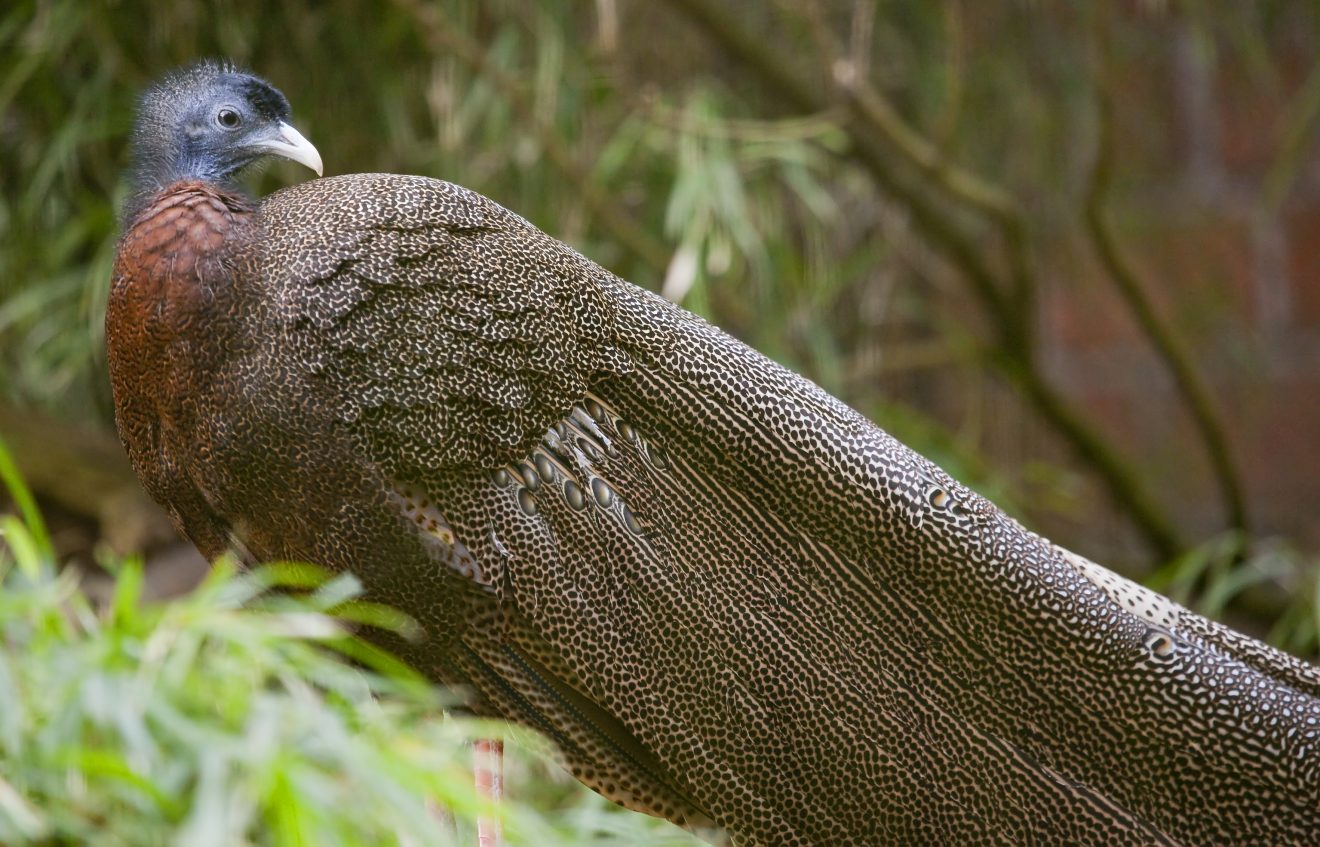 Pheasants & Partridges Archives - National Aviary