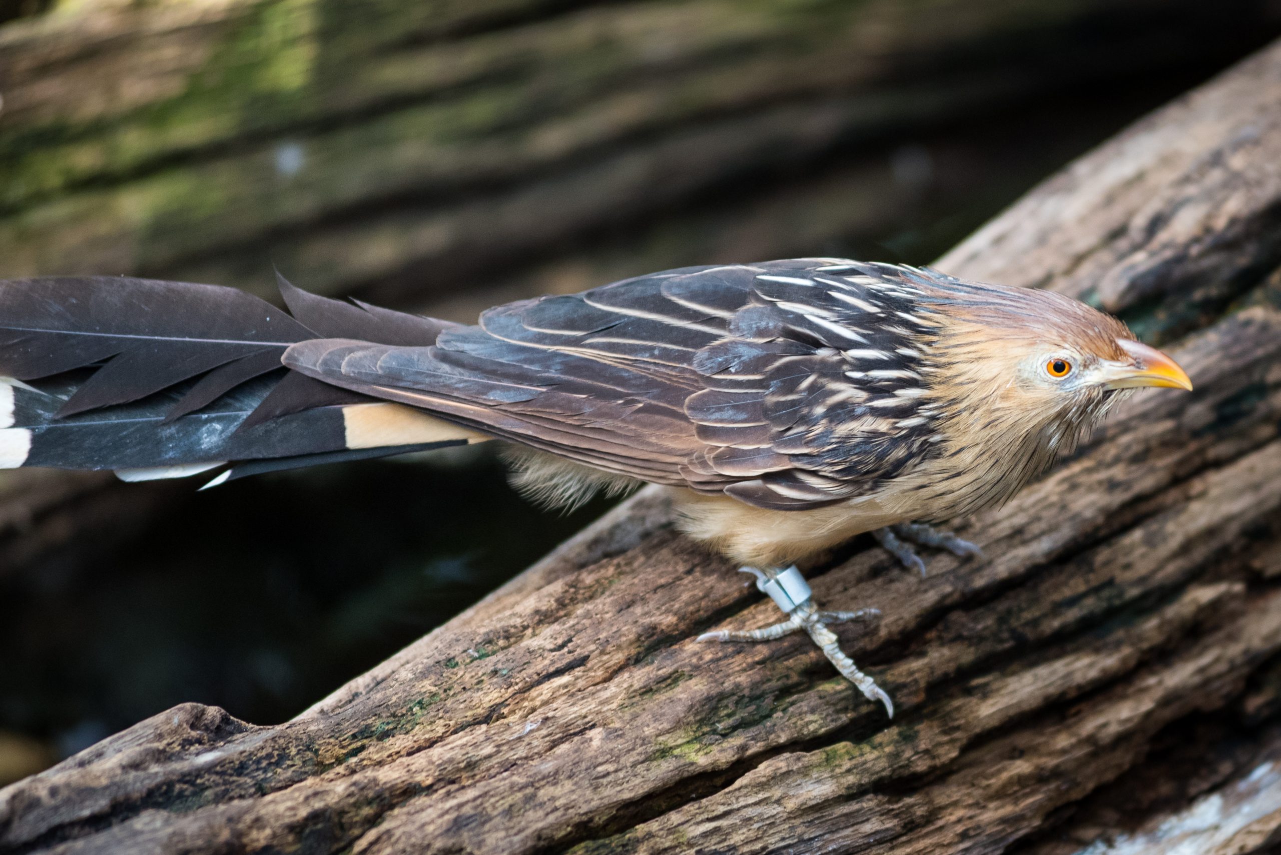 Cuckoos Archives - National Aviary