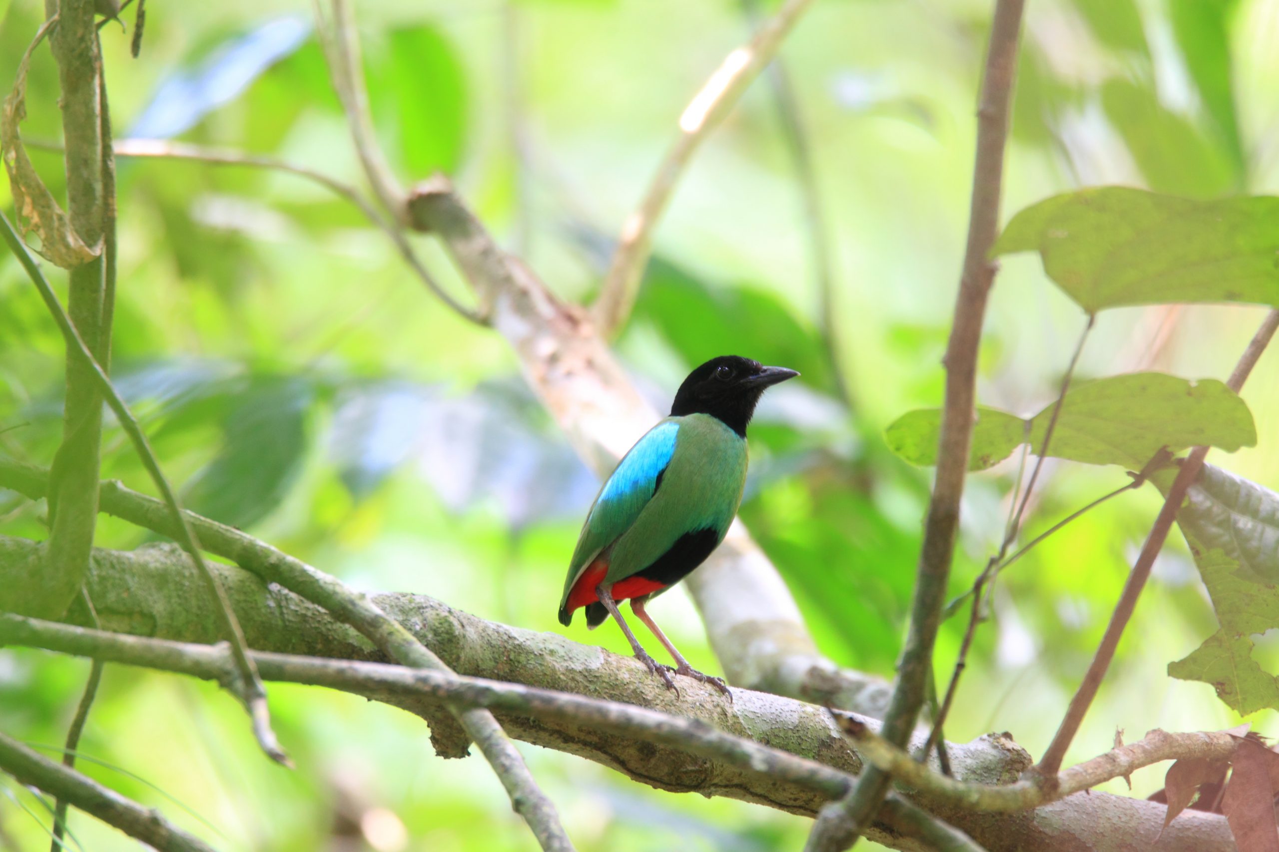 Bird Species Archive - Page 5 of 12 - National Aviary