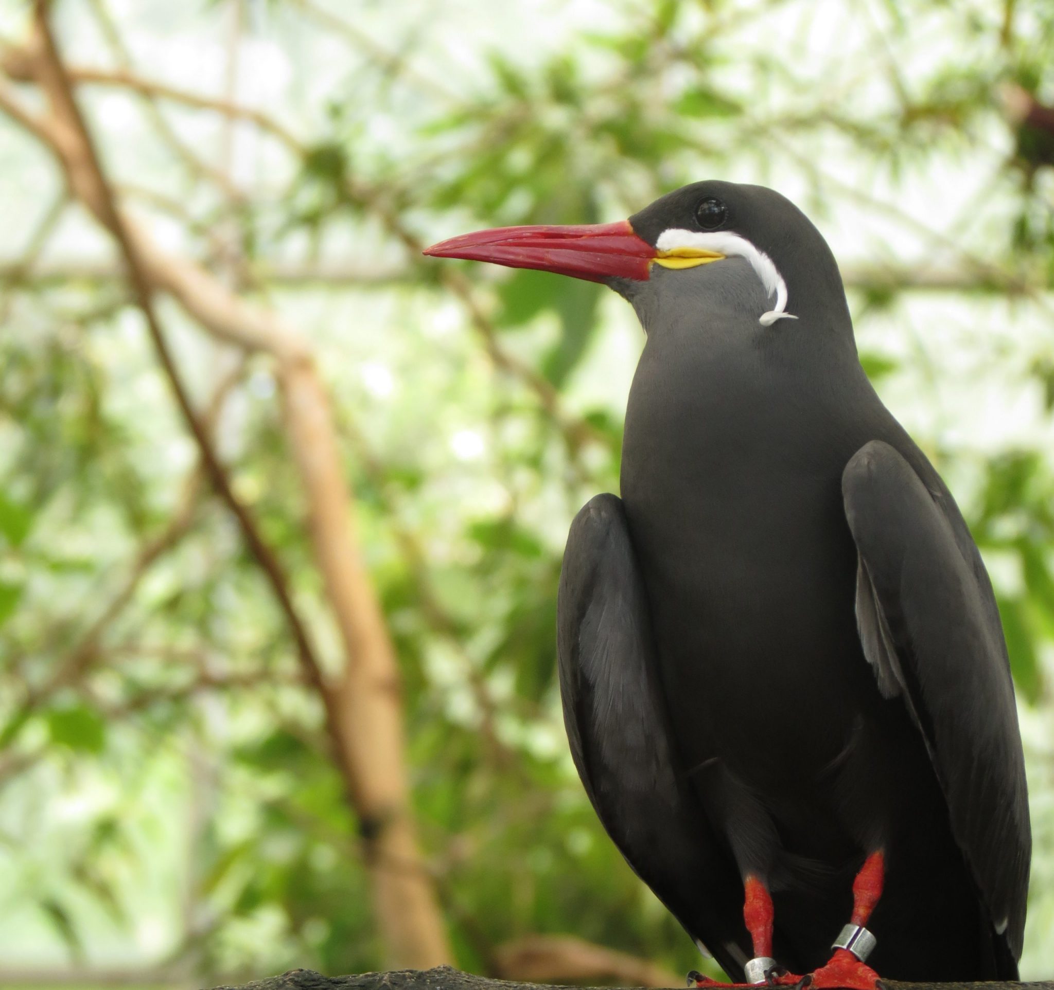 Distinguished Birds - National Aviary