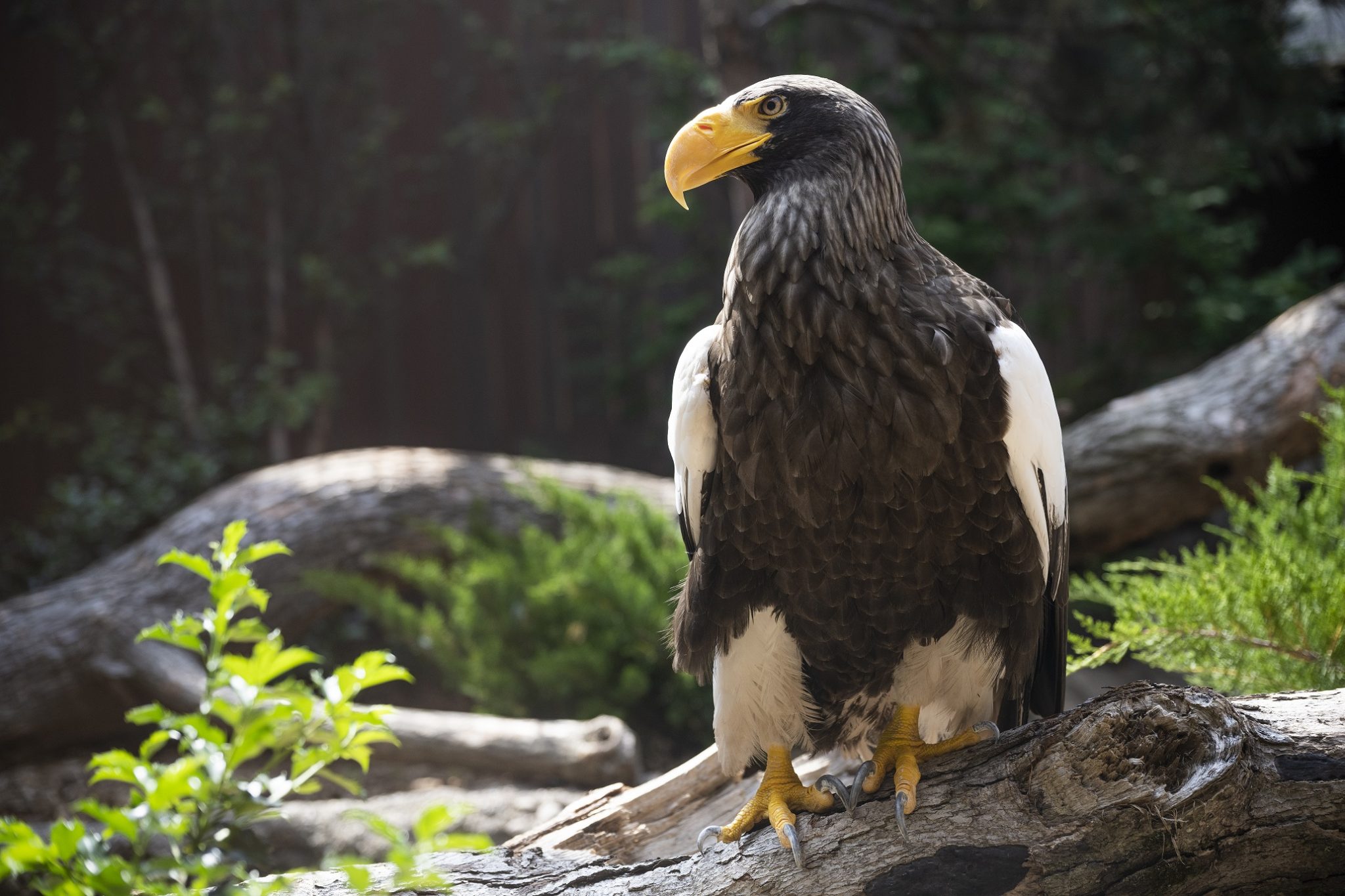 Home | National Aviary