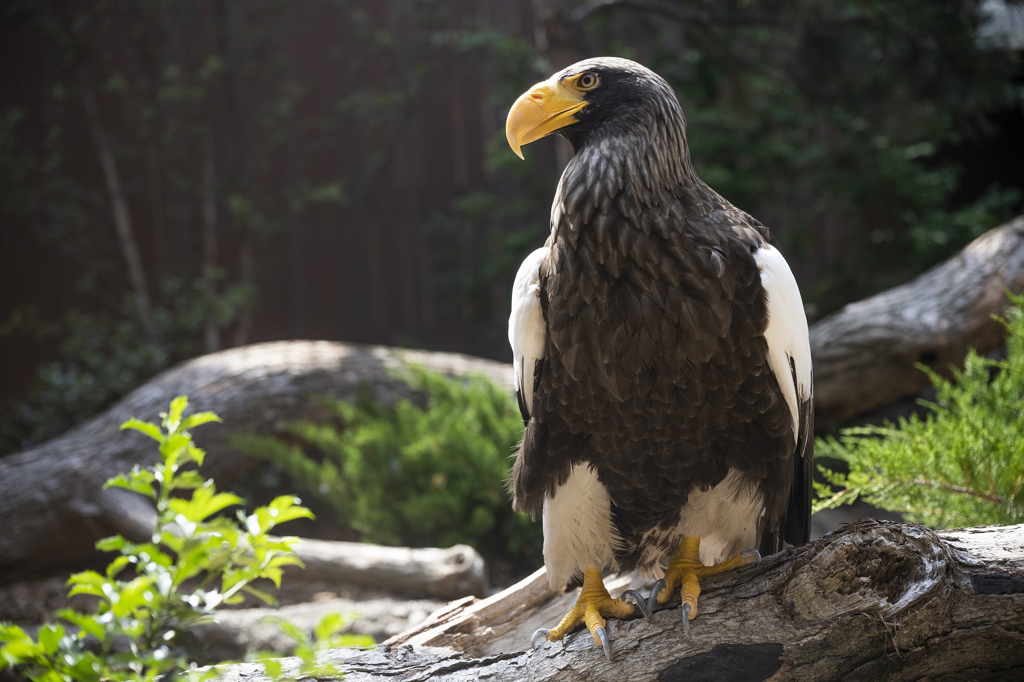 Female Steller's Sea Eagle - National Aviary