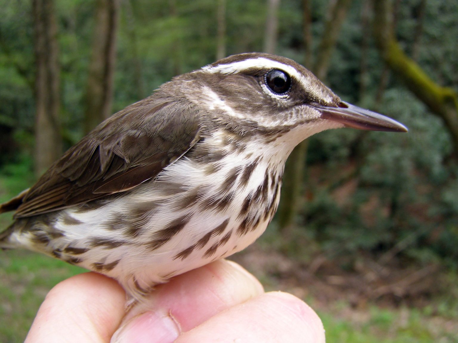Neotropical Migratory Birds | National Aviary