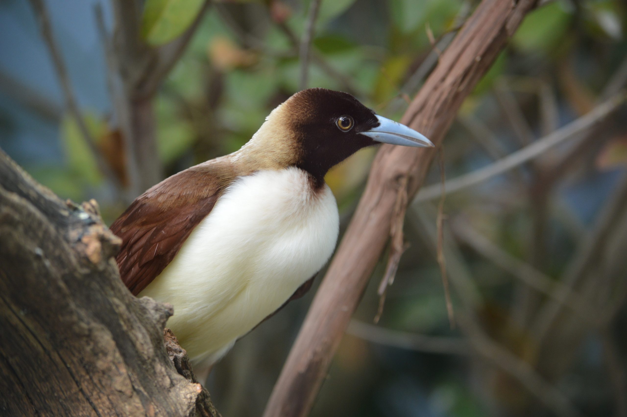 Bird Species Archive - Page 11 of 11 - National Aviary