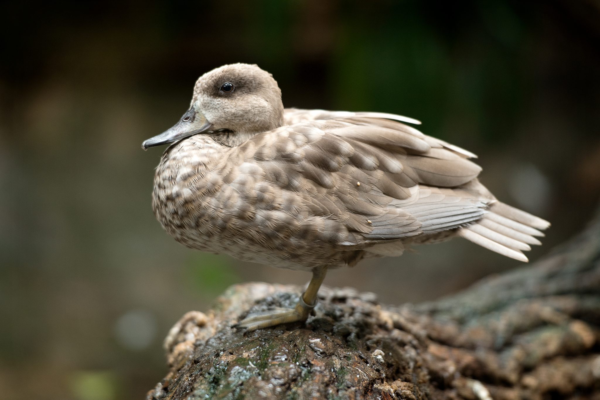 Tropical Rainforest Archives - National Aviary