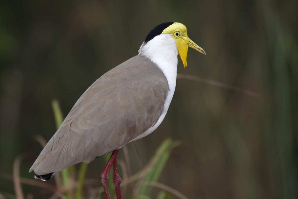 Gulls, Terns, & Lapwings Archives - National Aviary