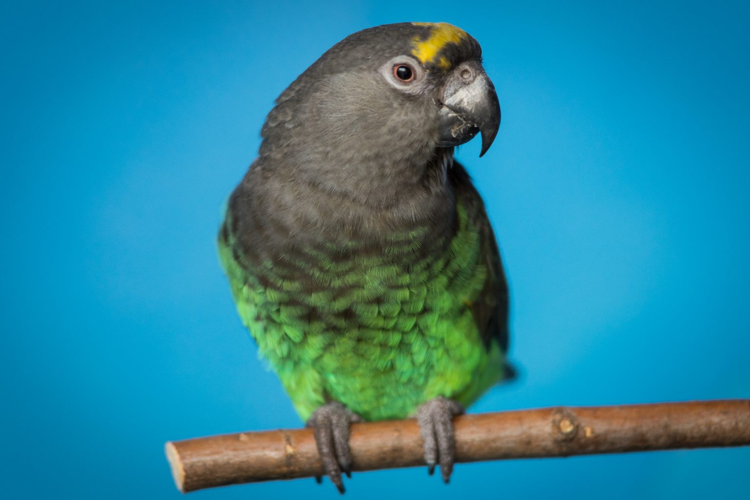 Parrots Archives - National Aviary