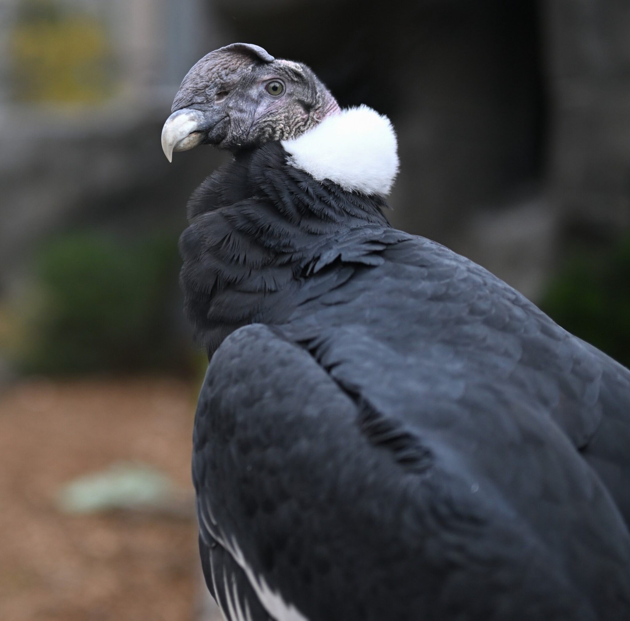 Condor Court | National Aviary
