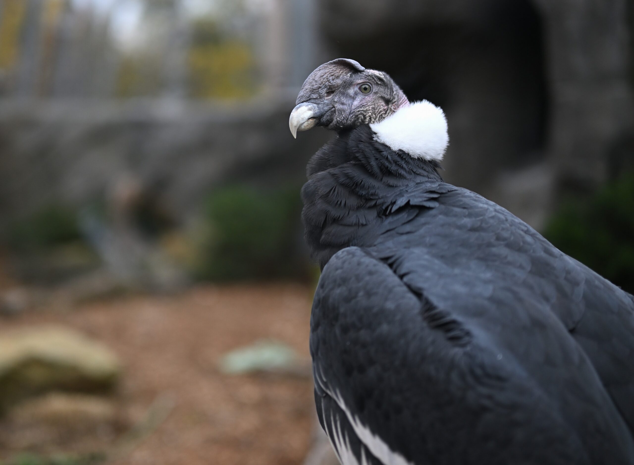 Dining & Gift Shop | National Aviary