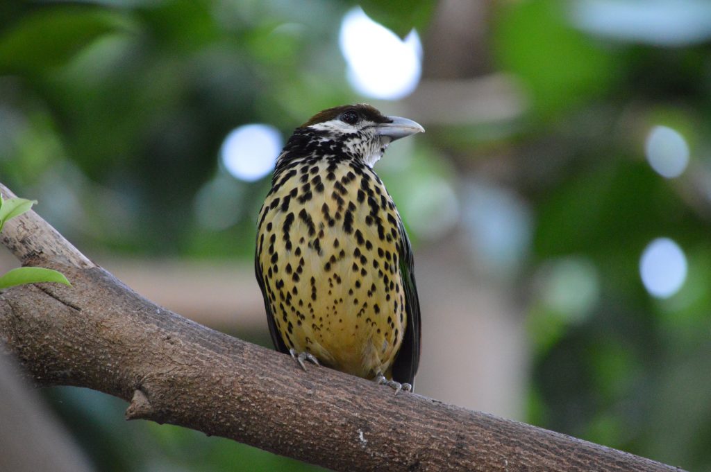 Birds-of-Paradise Archives - National Aviary