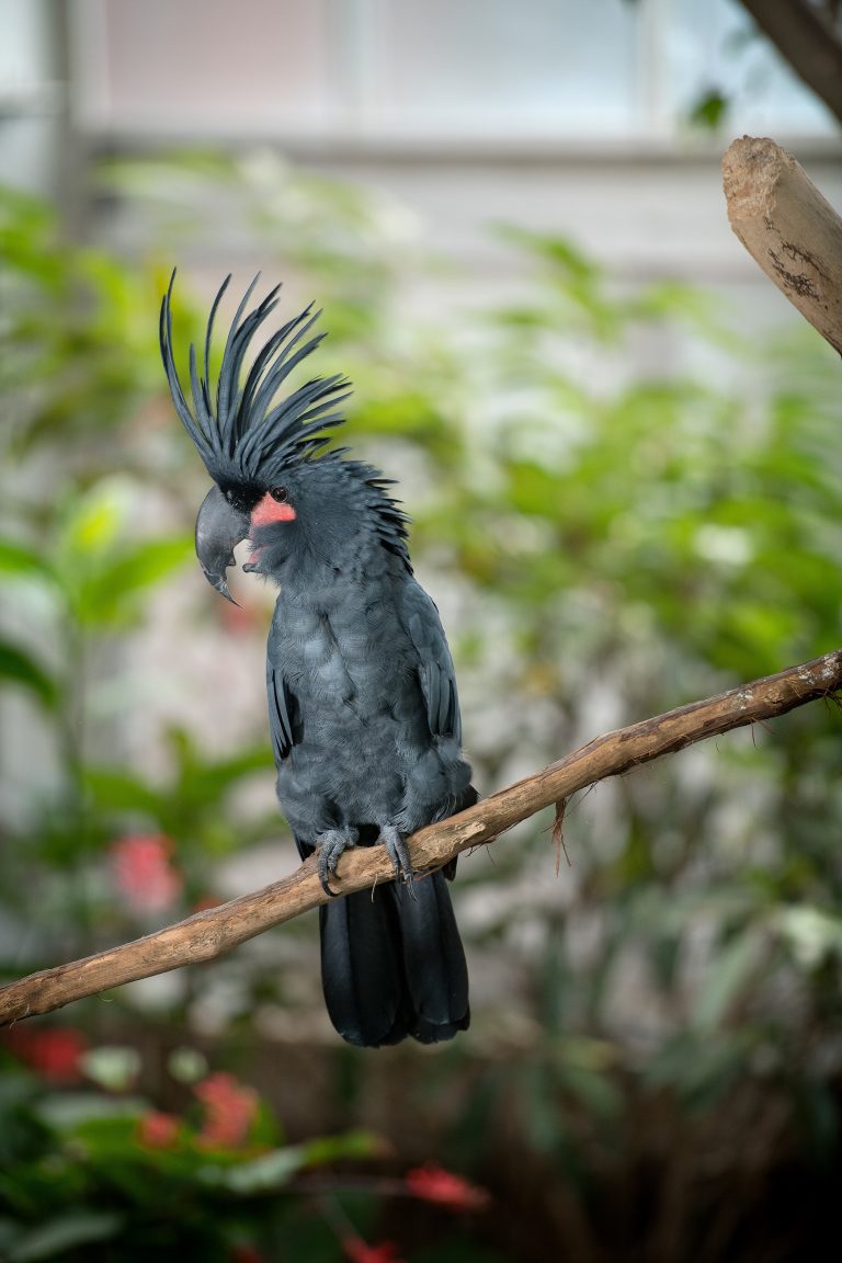 Parrots Archives - National Aviary