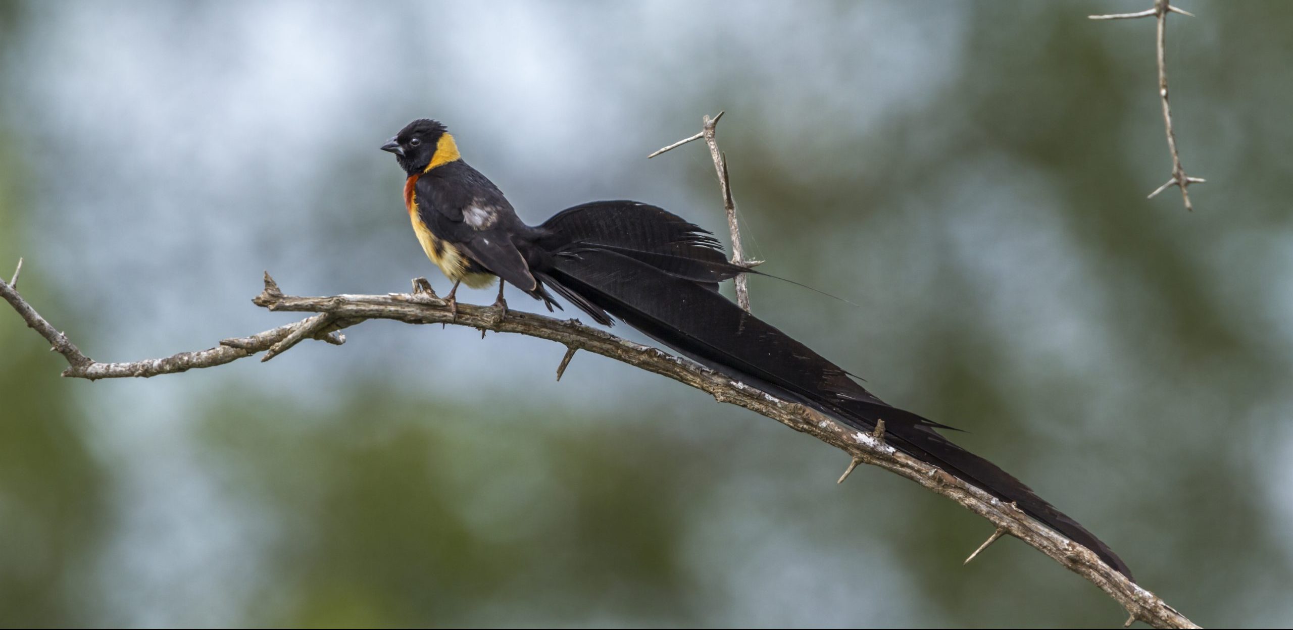 Grasslands | National Aviary