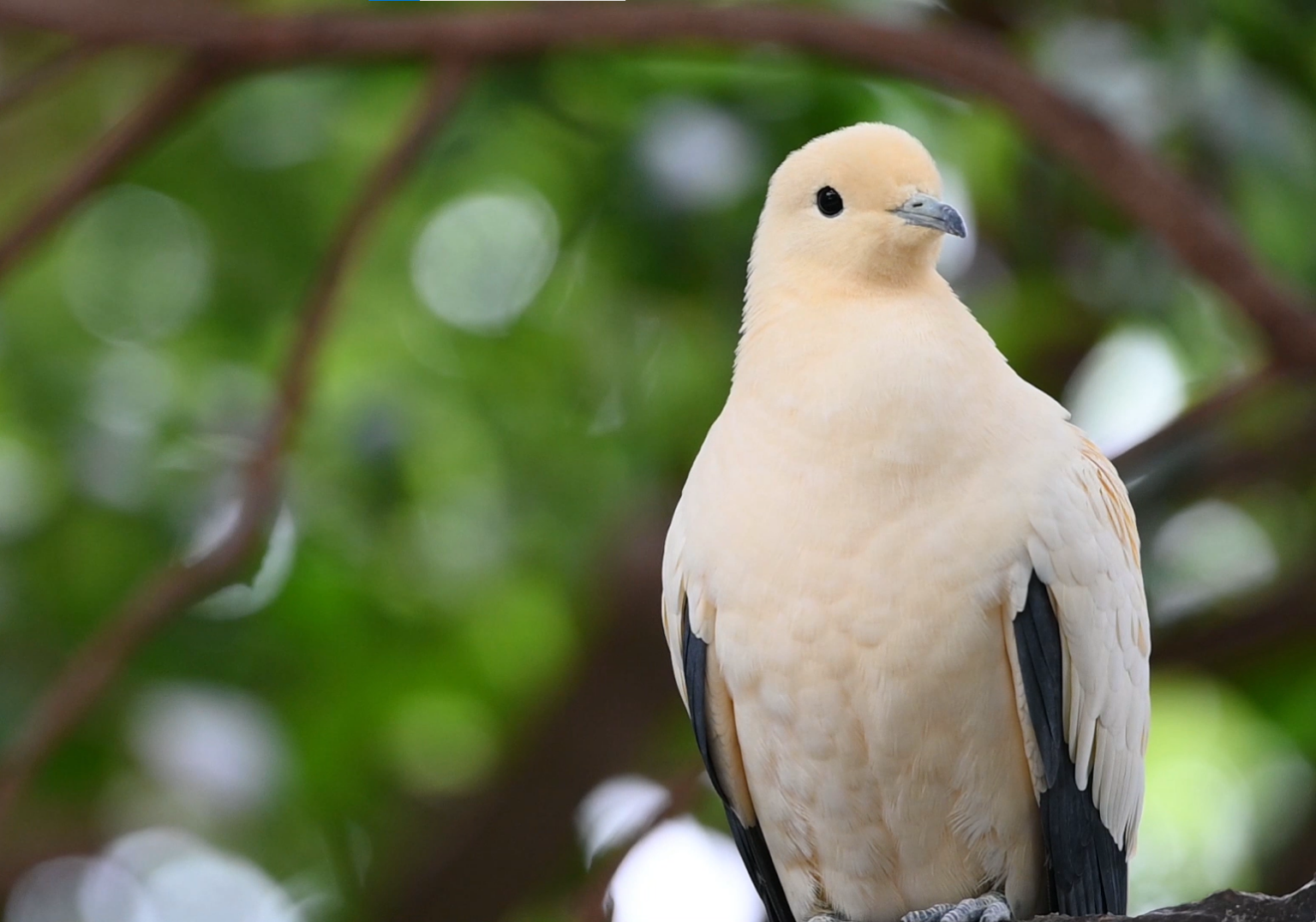 Pigeons & Doves Archives - National Aviary