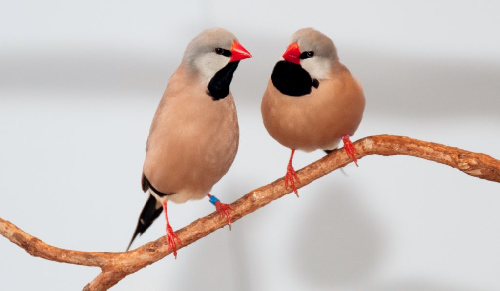 Grasslands Archives - National Aviary