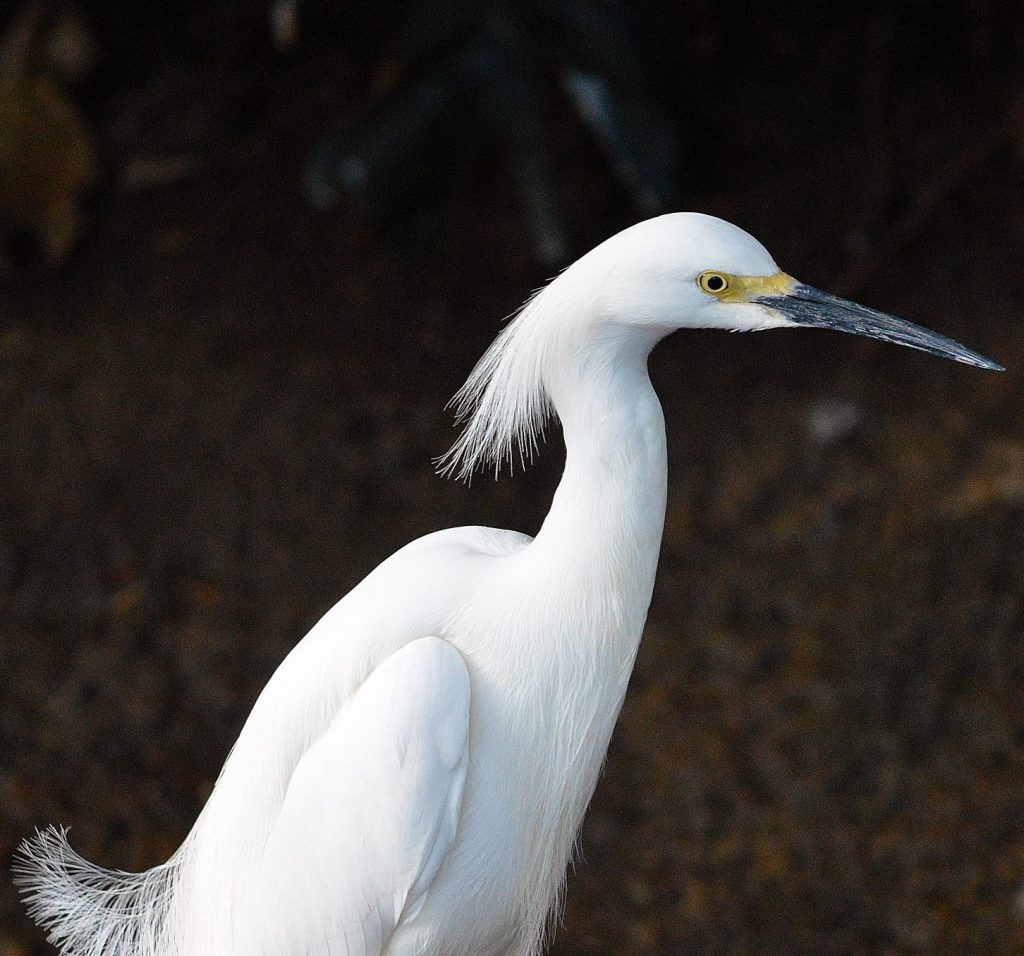 Herons & Egrets Archives - National Aviary