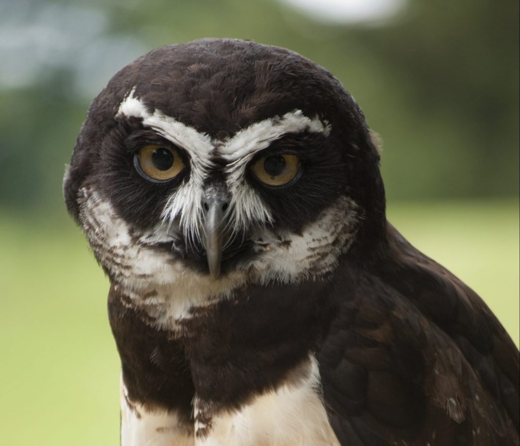 Owls Archives - National Aviary