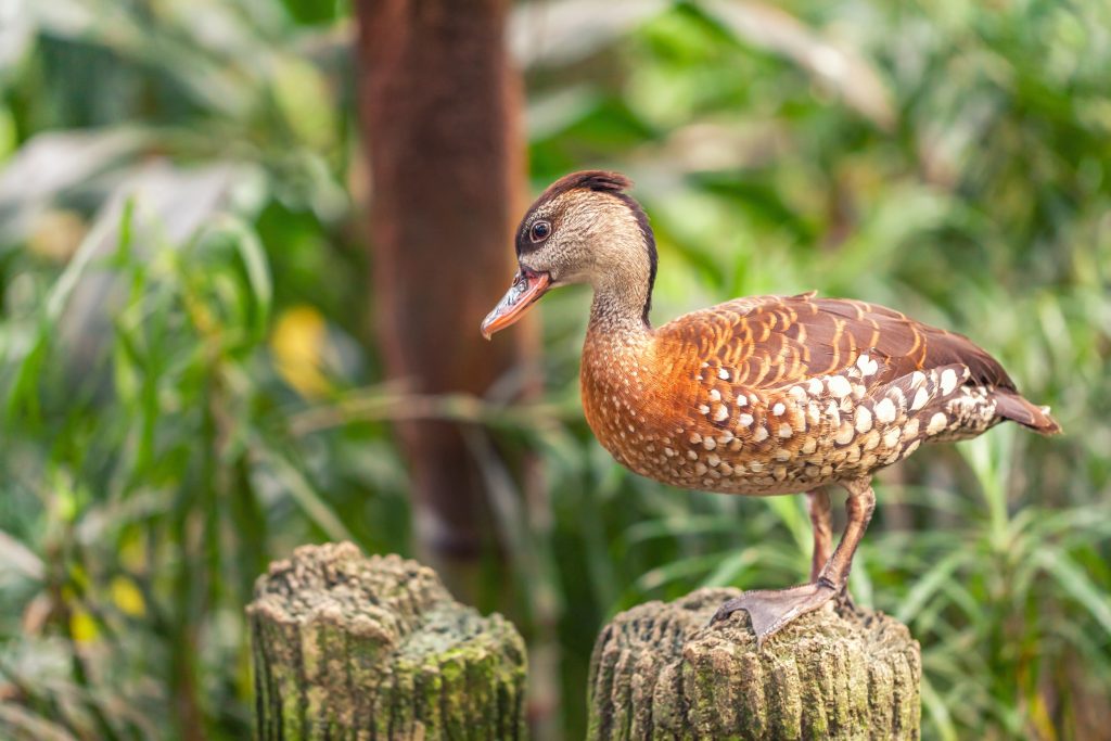 Tropical Rainforest Archives - National Aviary
