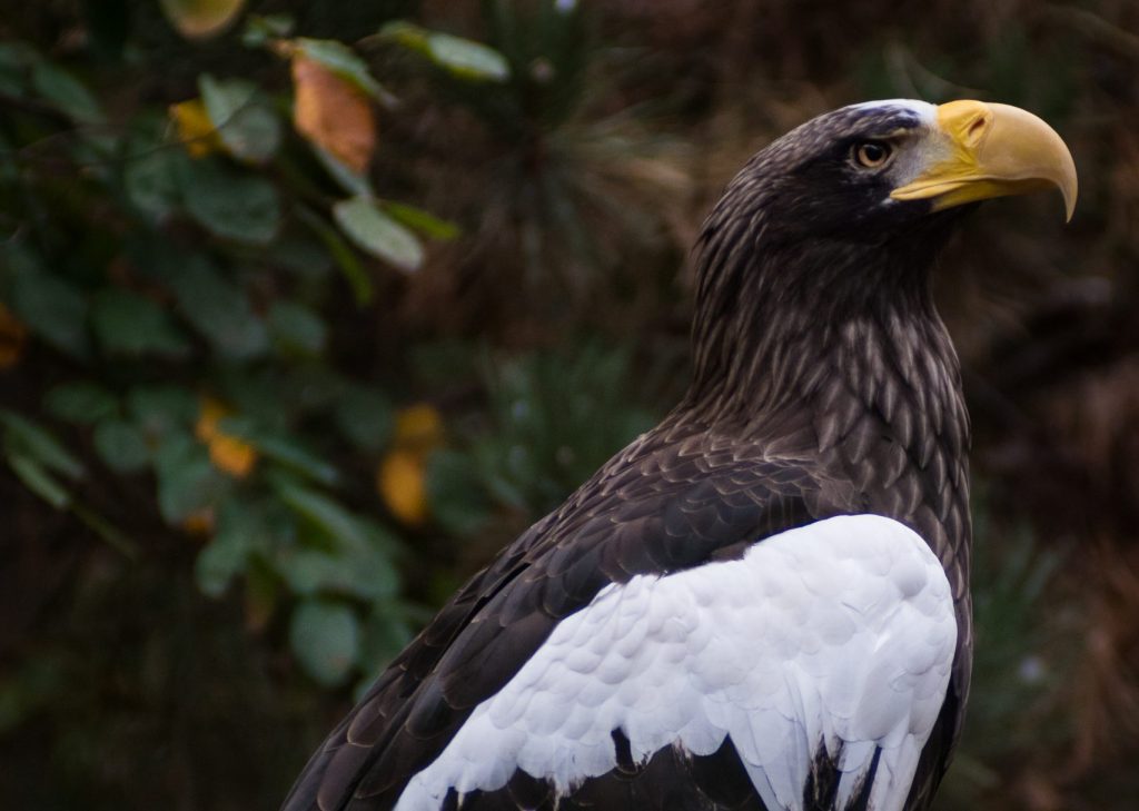 Eagles Archives - National Aviary