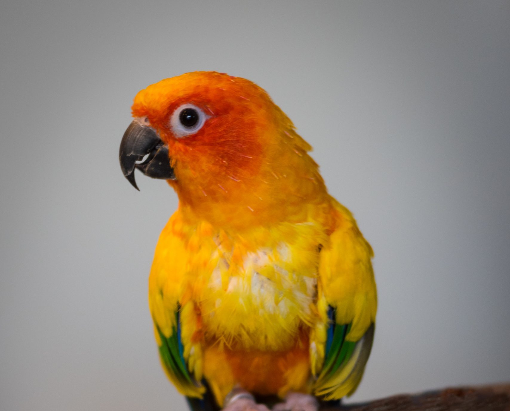 Parrots Archives - National Aviary