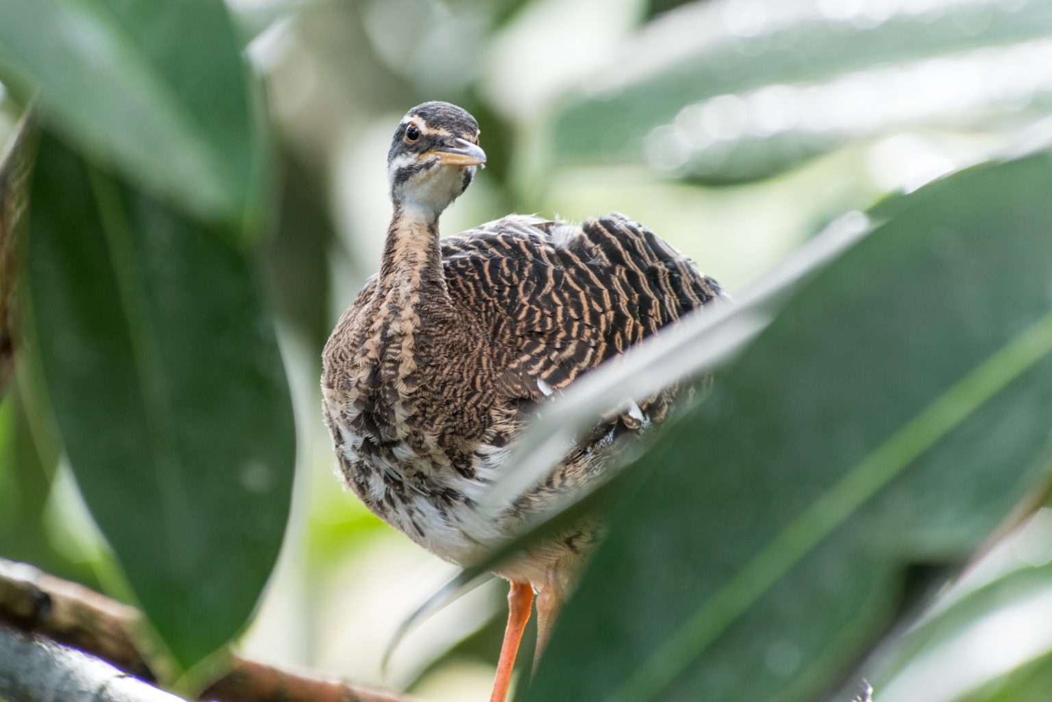 Sunbittern Archives - National Aviary