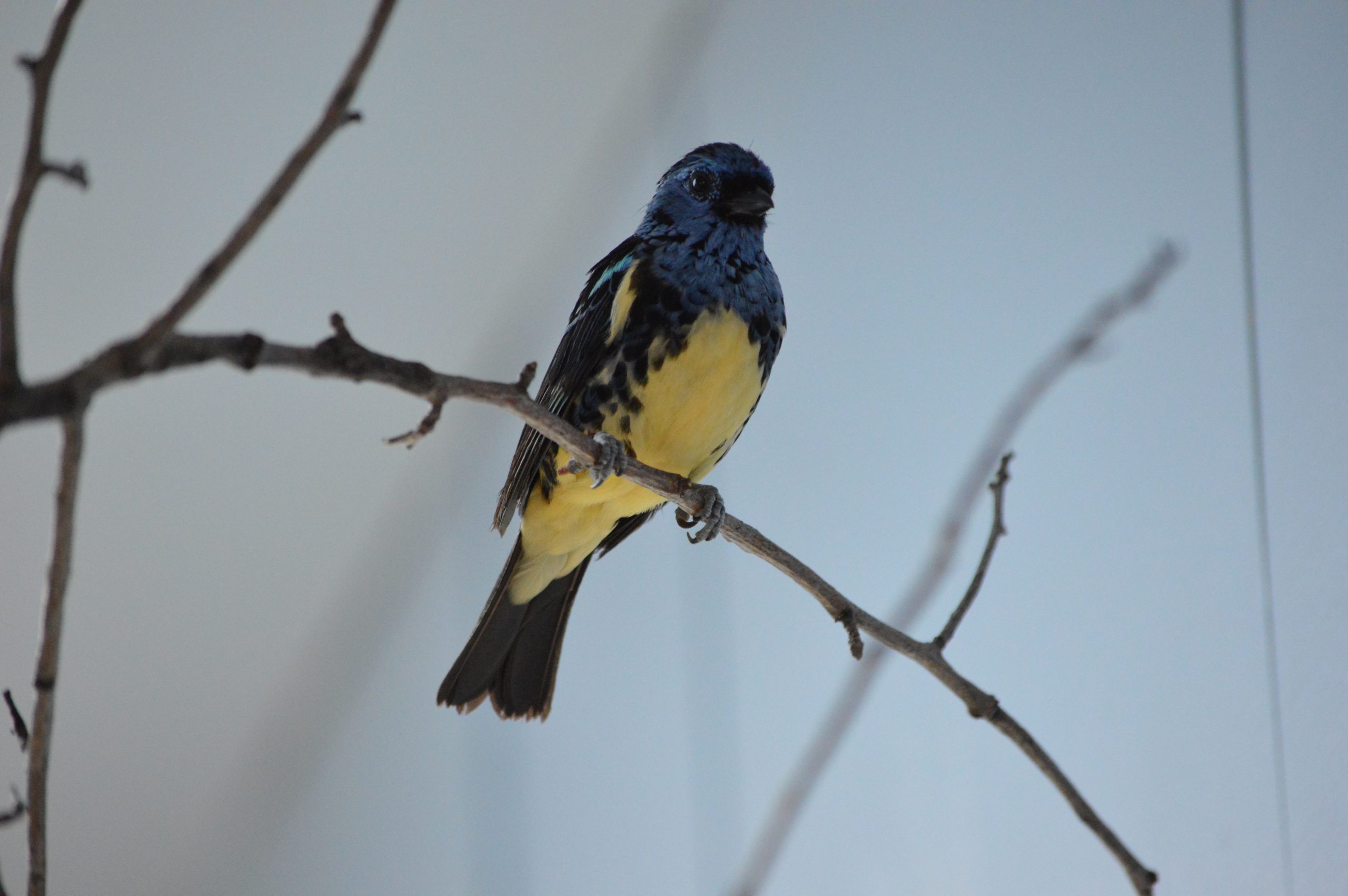 Passerines & Songbirds Archives - National Aviary