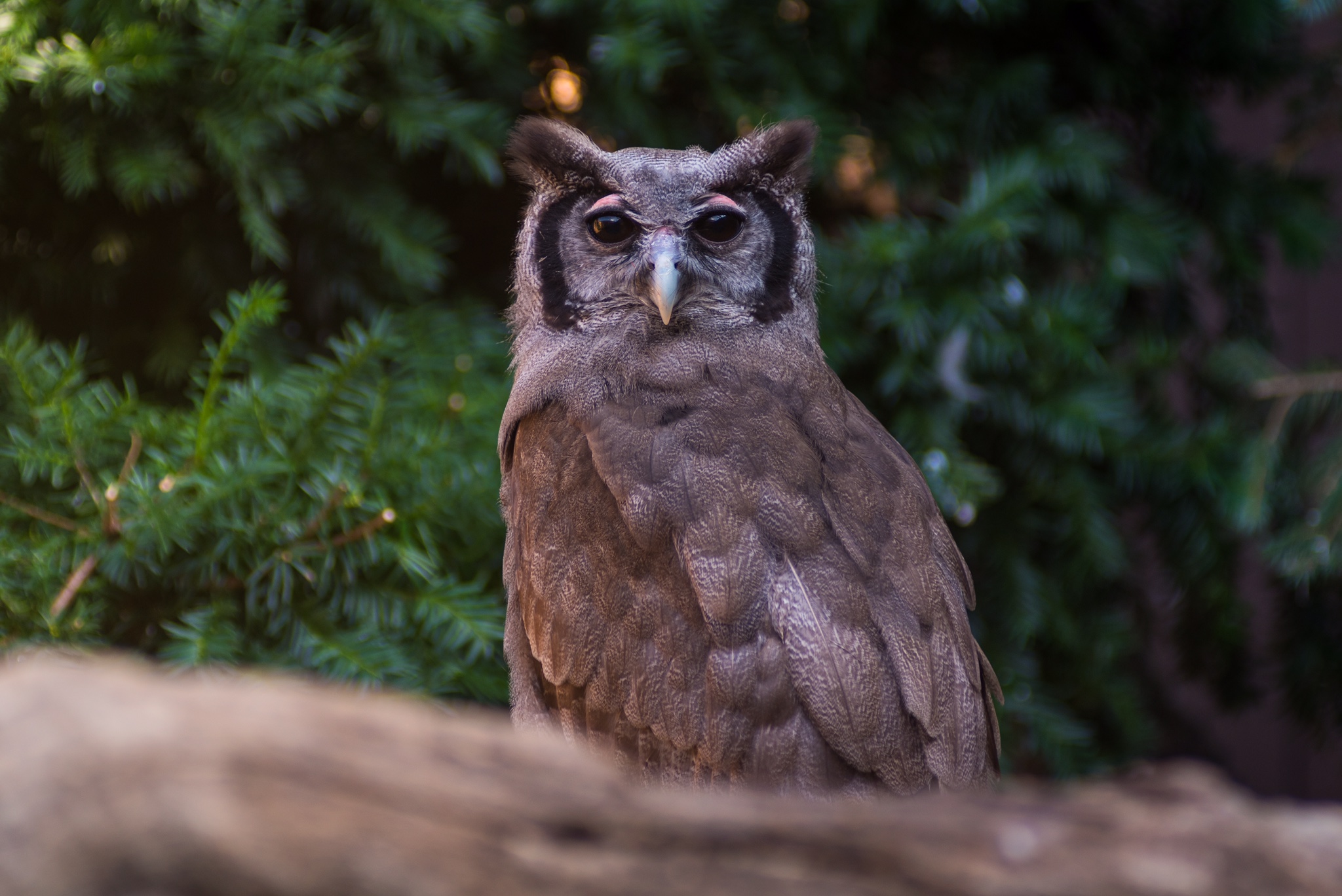 Behind the Scenes Archives - Page 3 of 4 - National Aviary