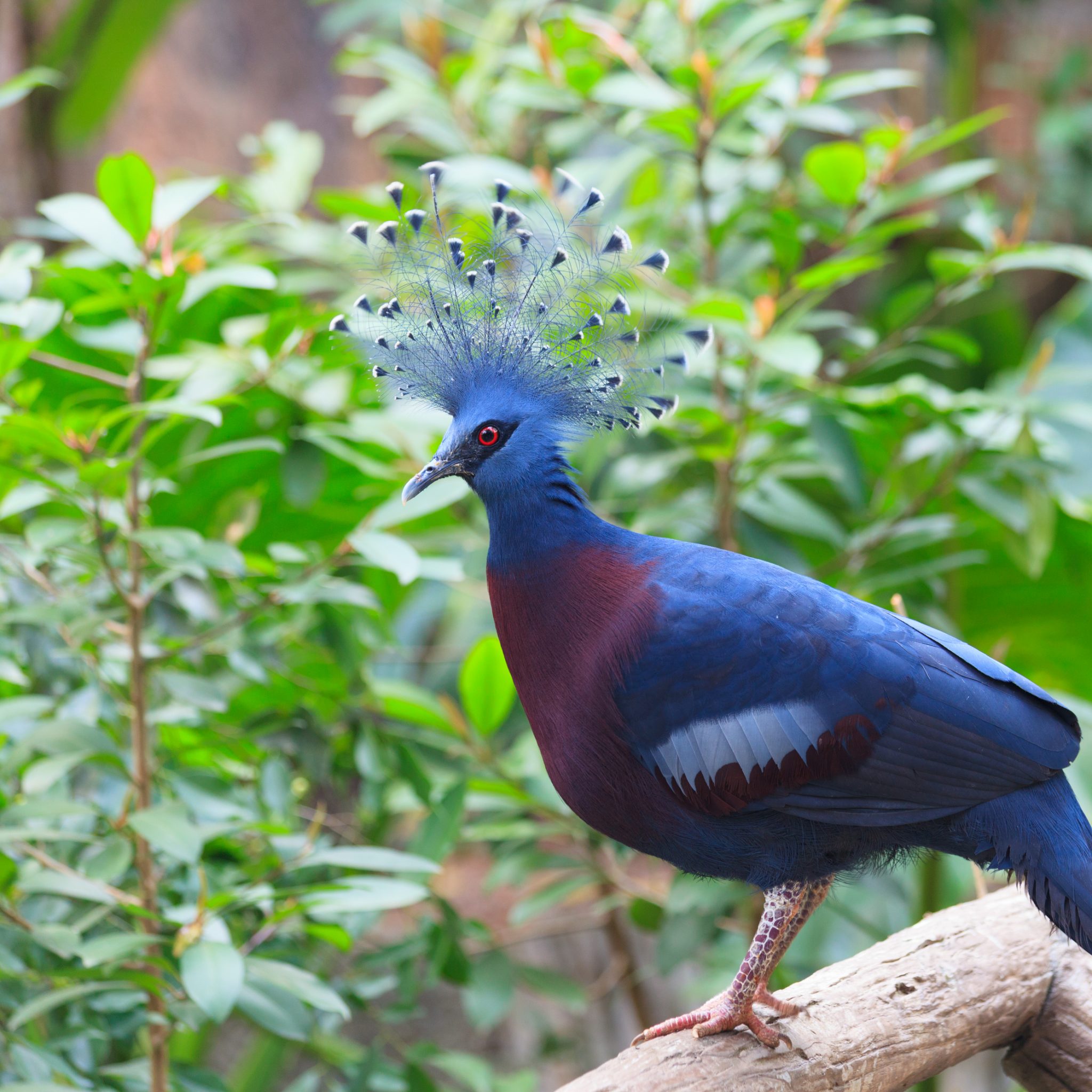 Memberships | National Aviary