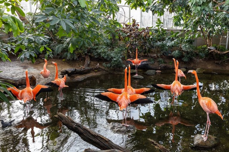 CyBird Learning | National Aviary