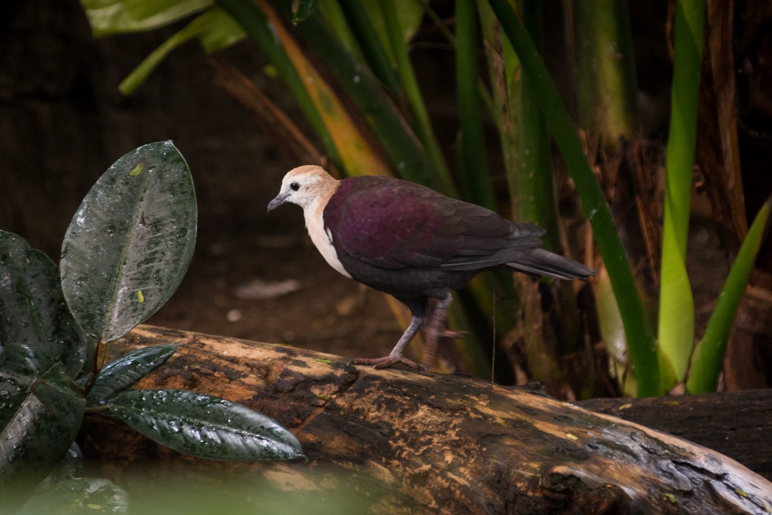 Pigeons and Doves Archives - National Aviary