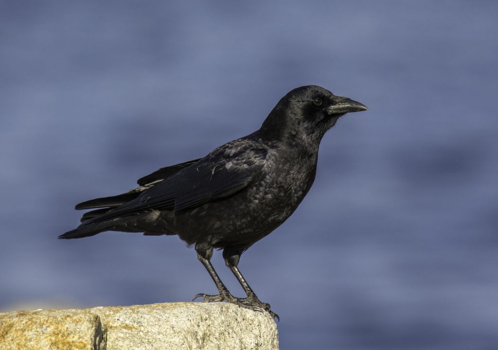Jays & Crows Archives - National Aviary