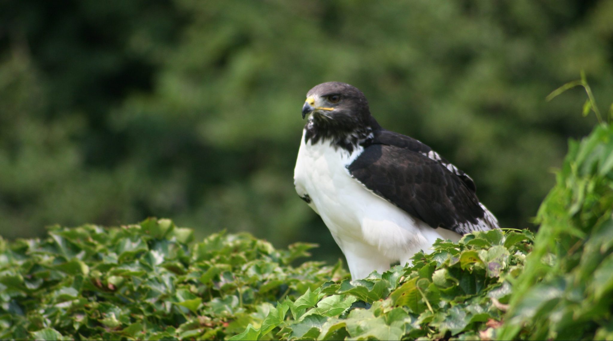 Hawks, Kites, & Buzzards Archives - National Aviary