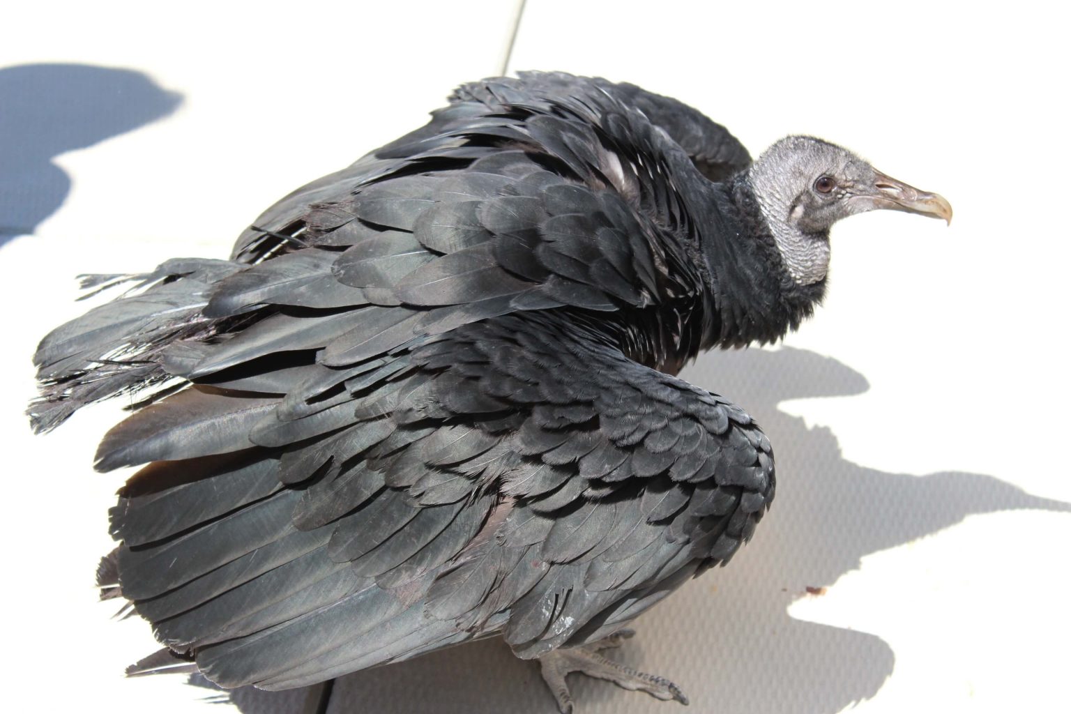 Vultures Archives - National Aviary