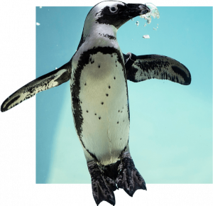 Home | National Aviary