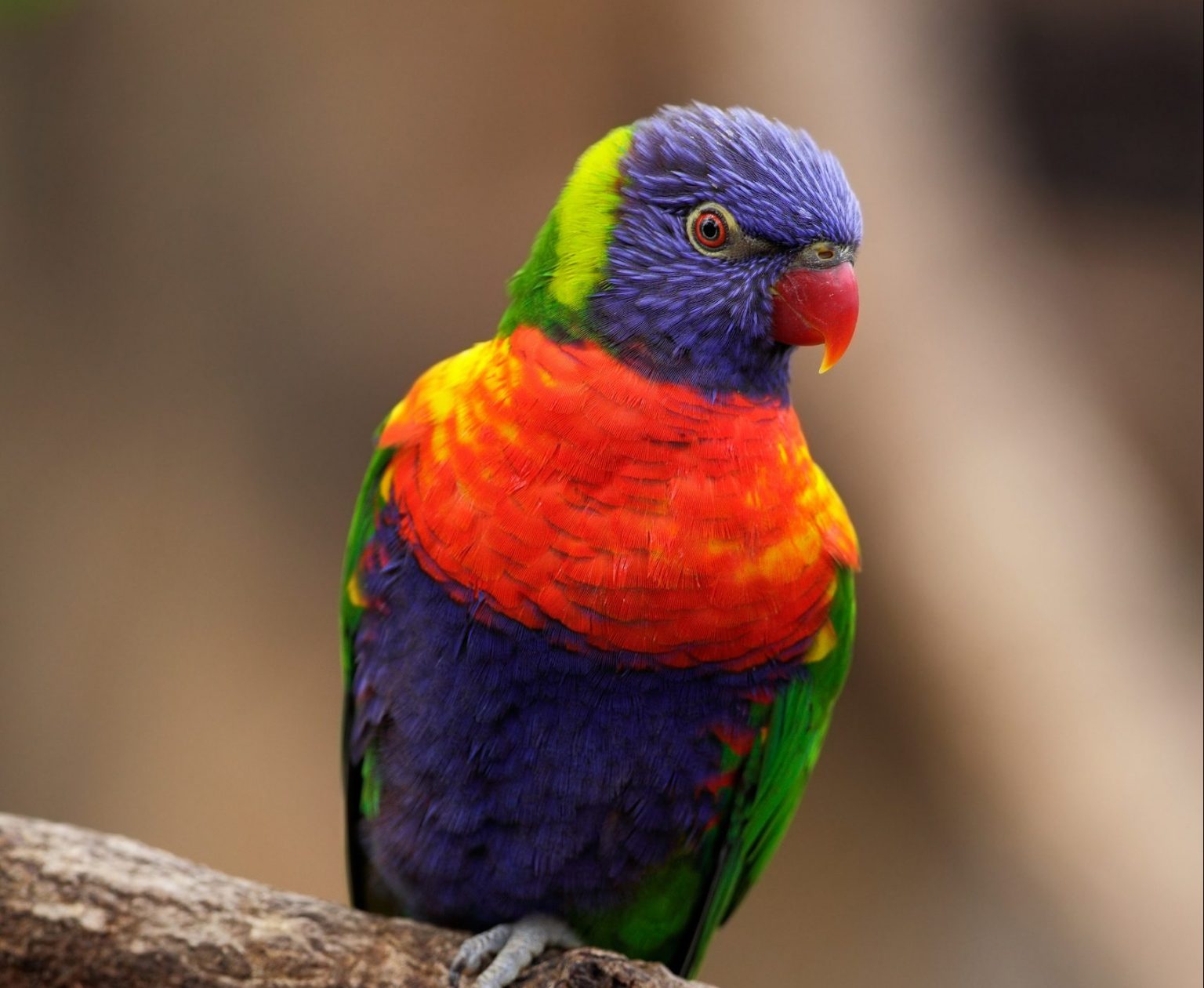Parrots Archives - National Aviary