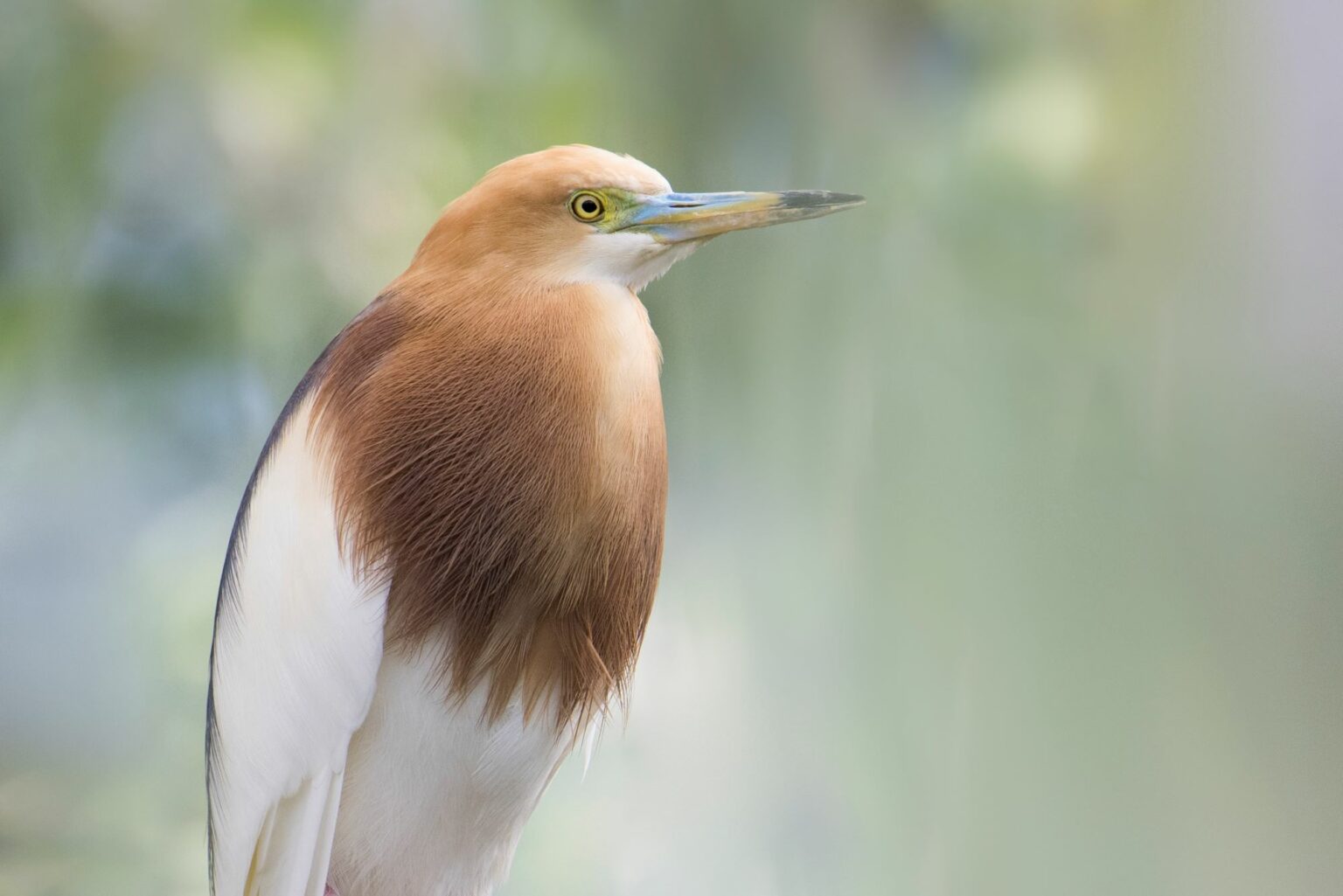 Herons & Egrets Archives - National Aviary