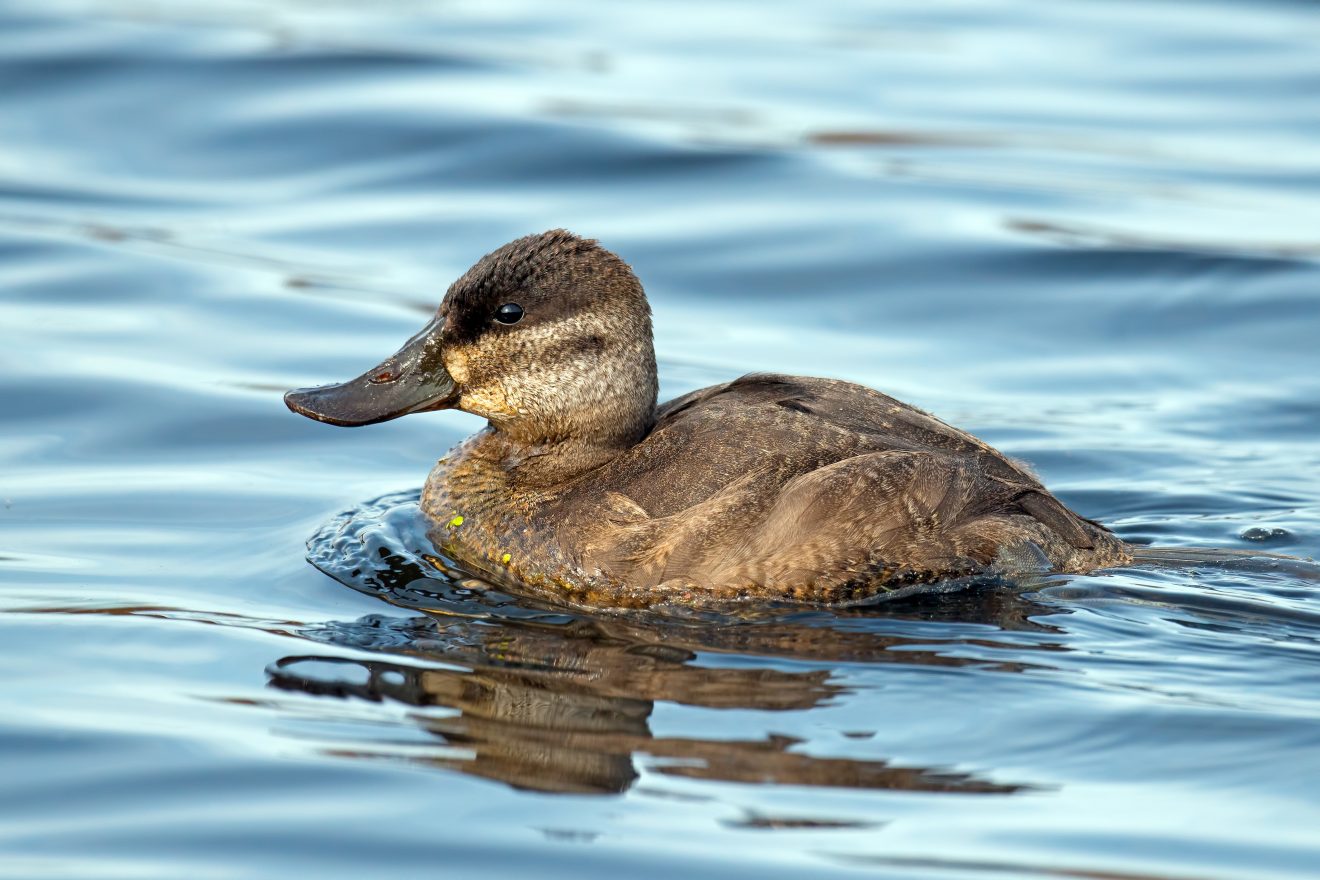 Waterfowl Archives - National Aviary