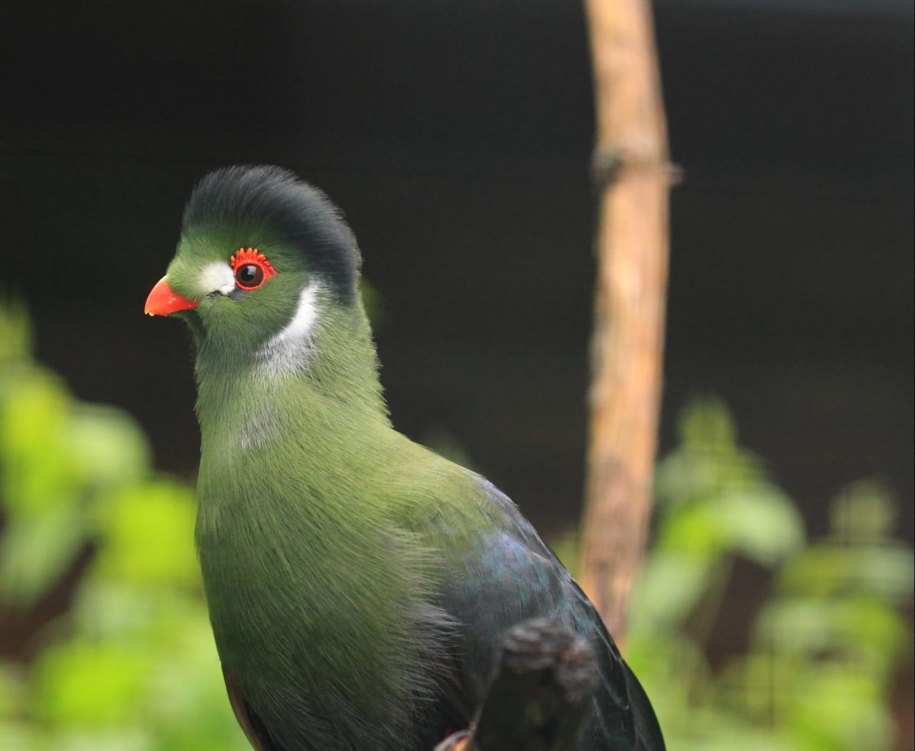 Turacos Archives - National Aviary