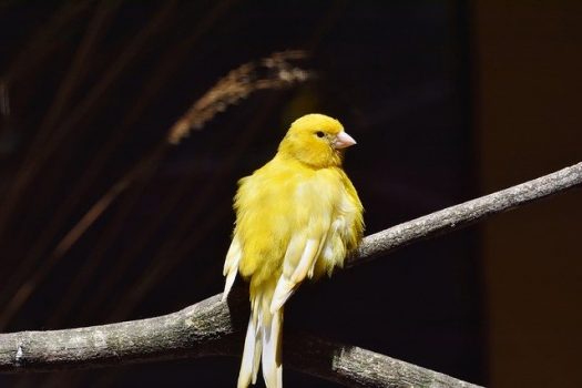 Canary's Call | National Aviary