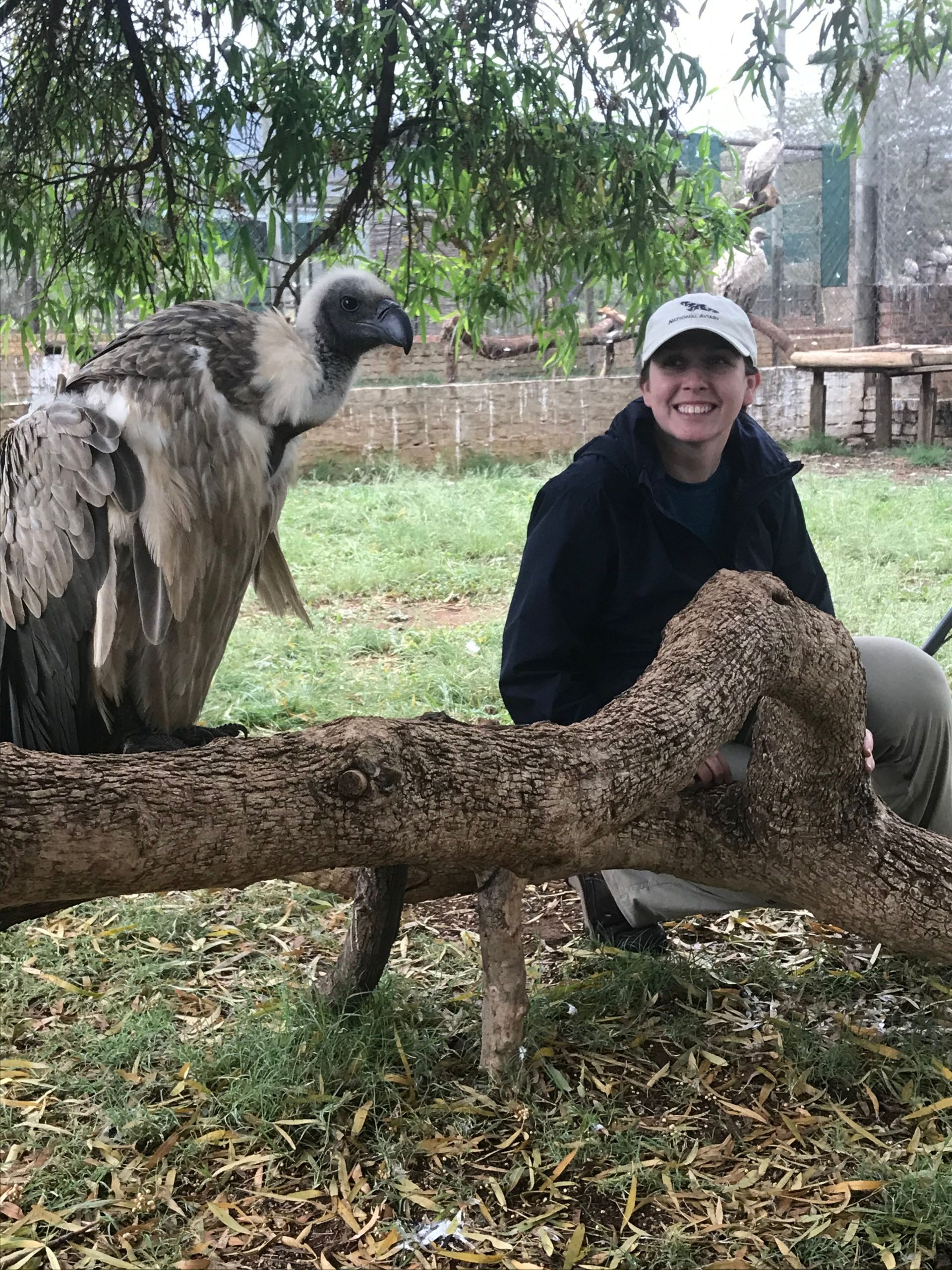 A Helping Hand for Vultures in Africa - National Aviary