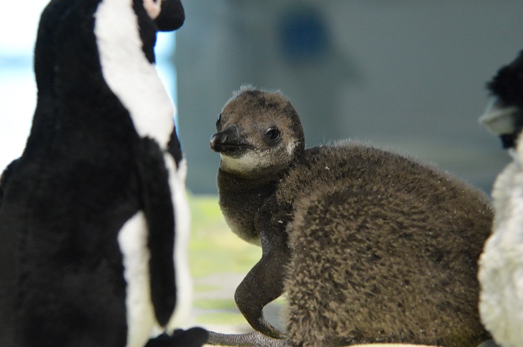Baby African Penguins