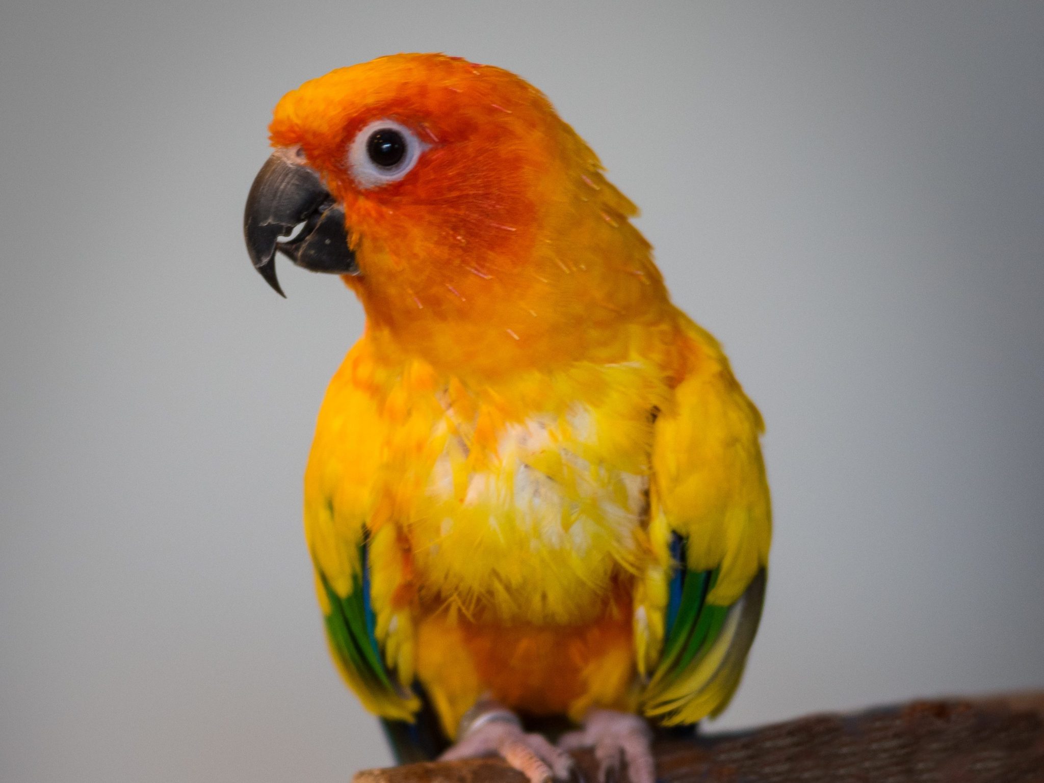 Distinguished Birds - National Aviary